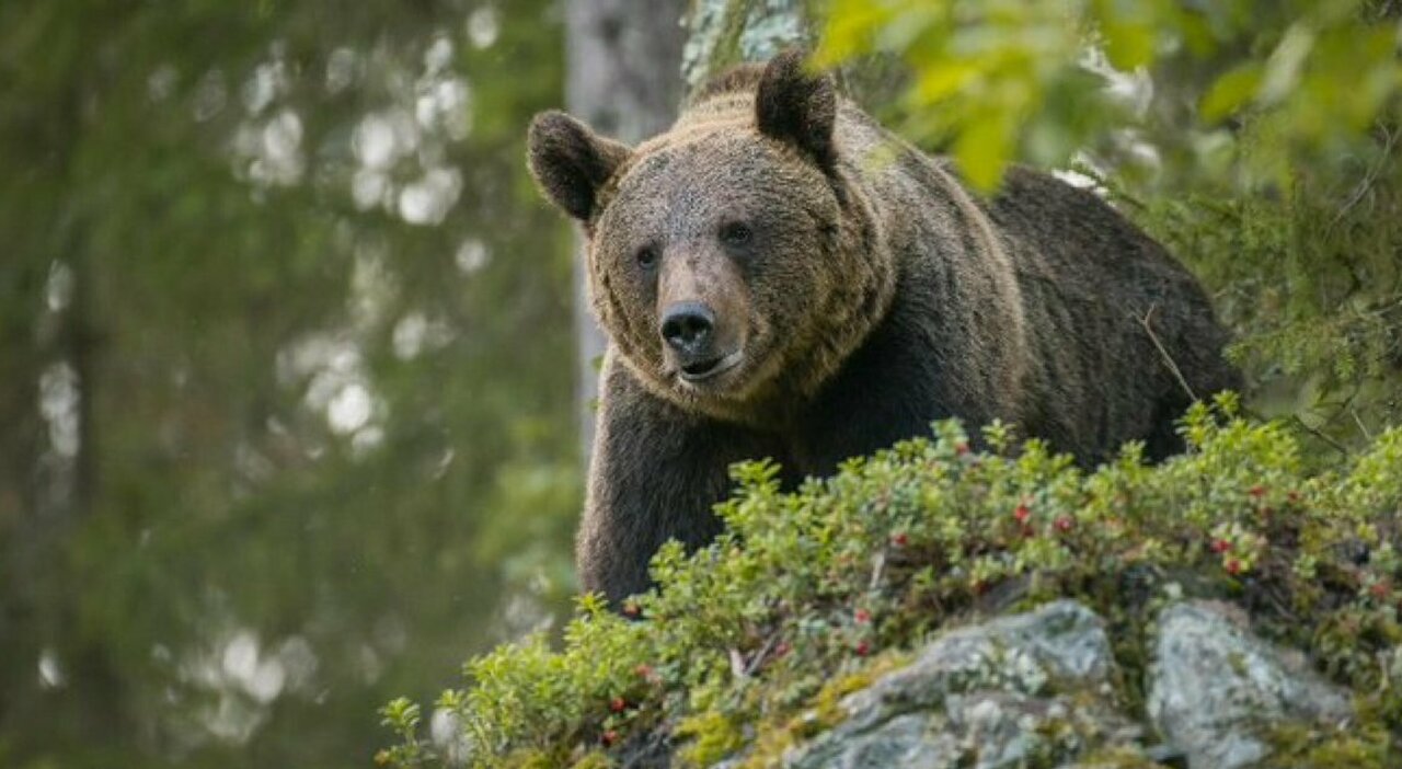 Orsa abbattuta, il Consiglio di Stato nega il risarcimento di 600.000 ...