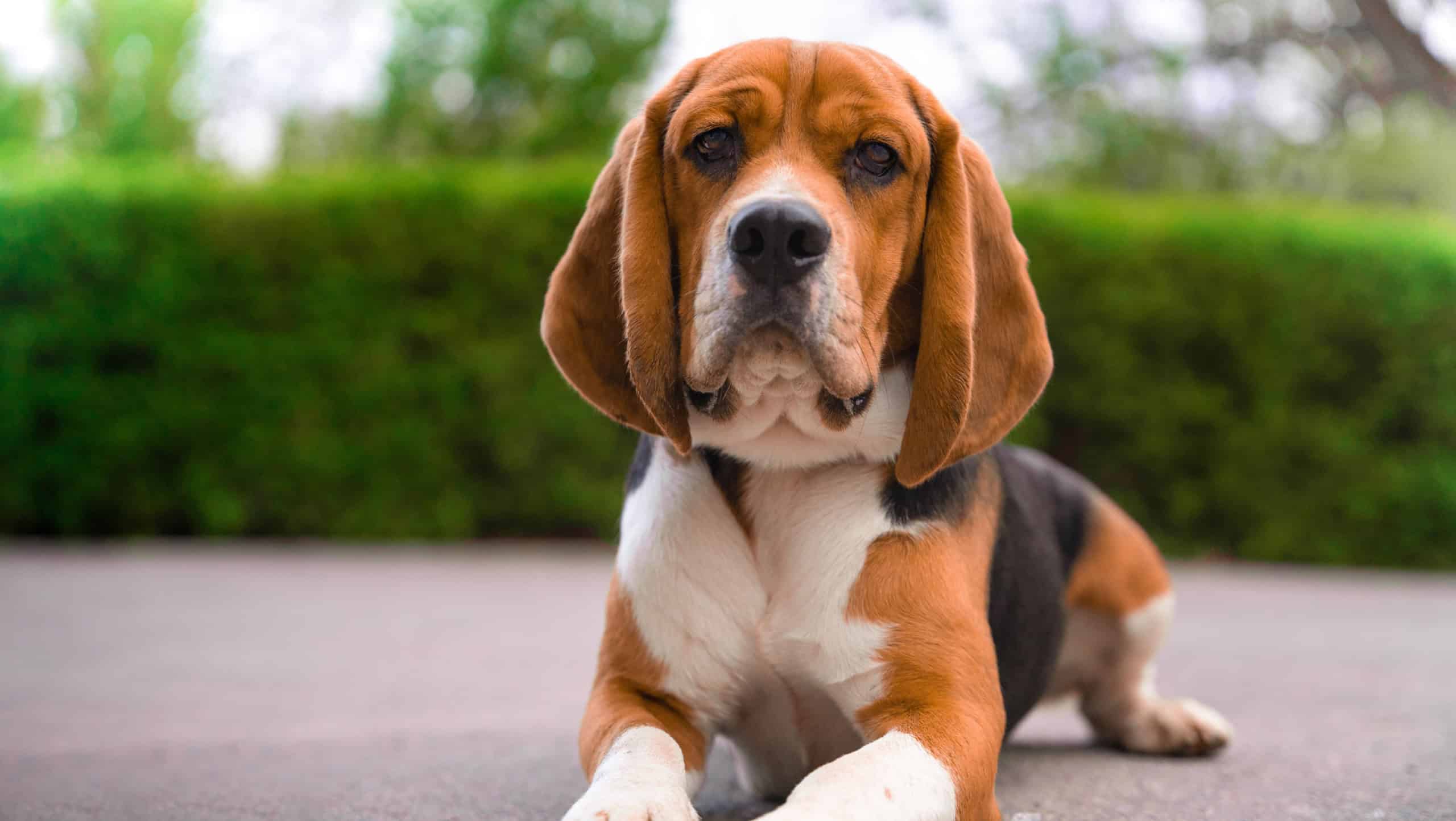 14 amazing things to know about beagles, the sweet breed everyone's ...