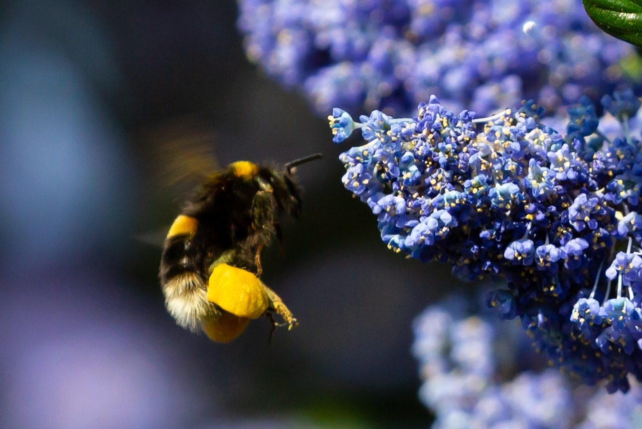 The buzz about bees and why they matter to our planet
