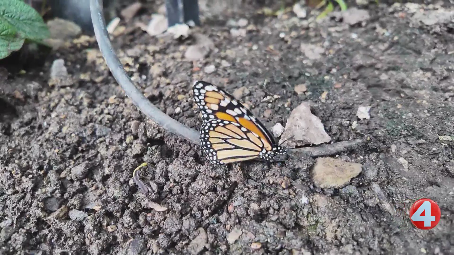 Butterfly experience returns to botanical gardens