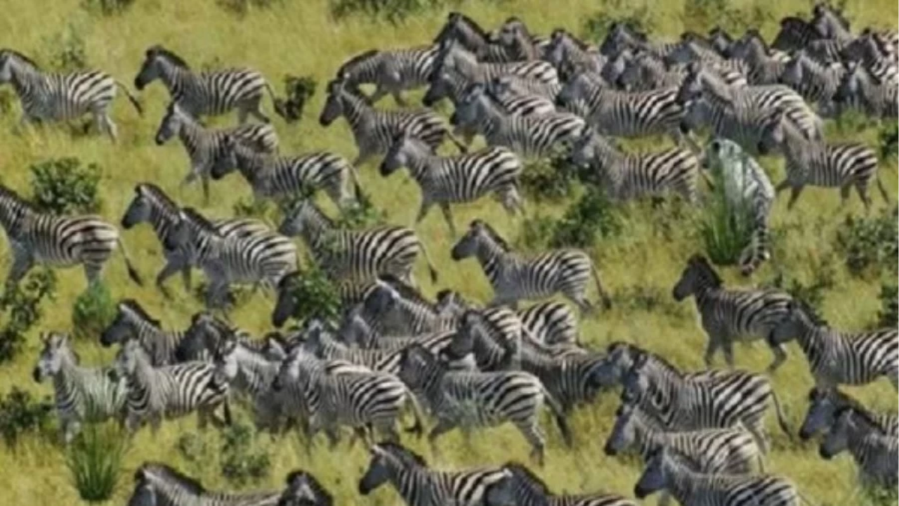 This viral zebra puzzle has left thousands confused, can you find the ...