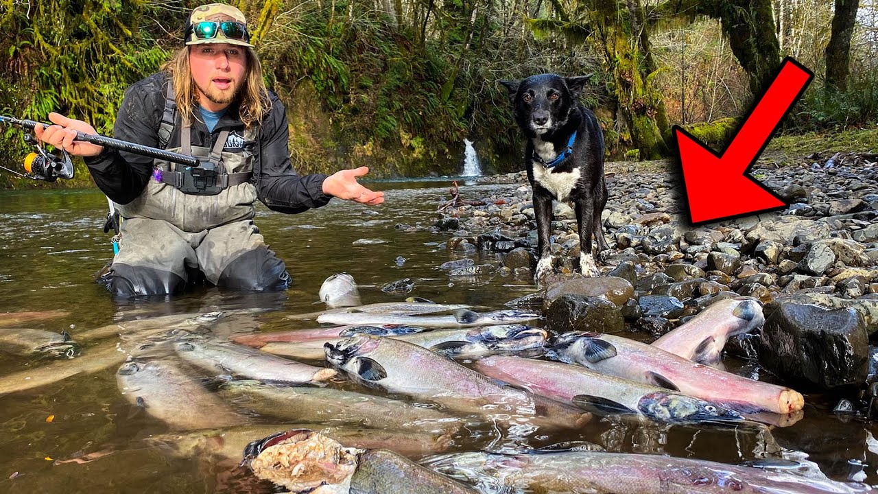 Why are all these fish dead & mutilated?
