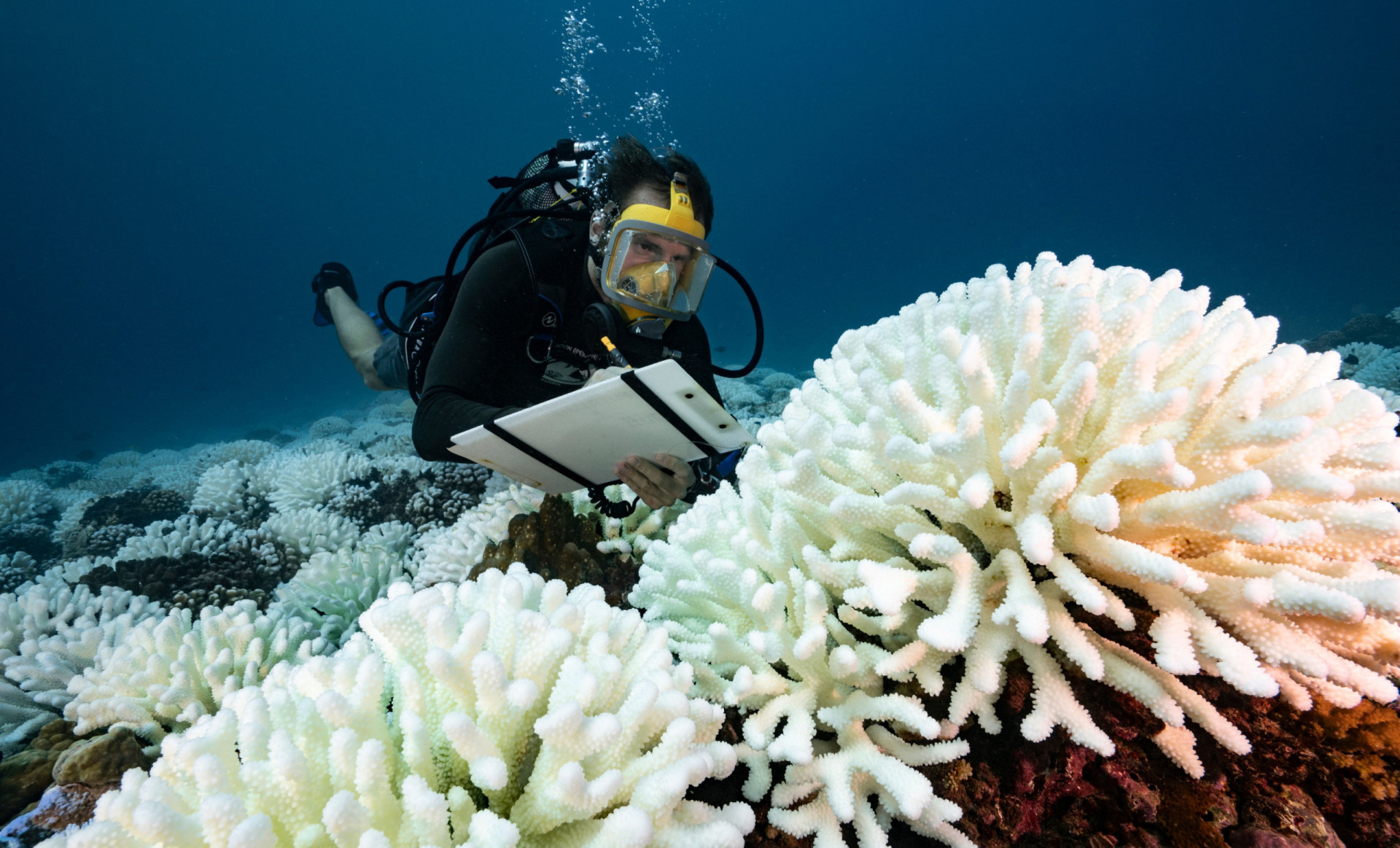 Why coral reefs are disappearing