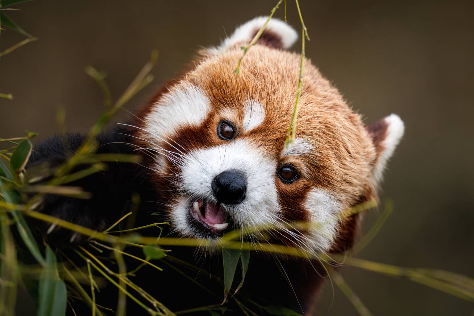 Watch this Thai woman's adorable red panda therapy session that ...