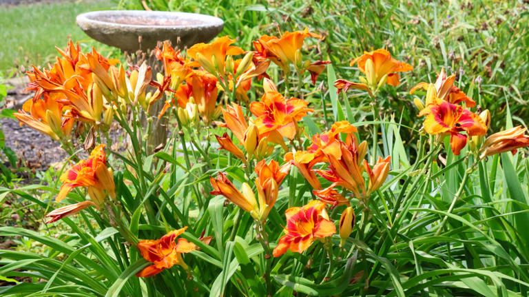 How to deadhead daylilies for nonstop blooms