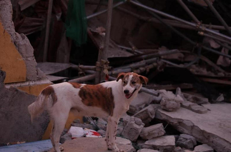 Dog rescued from Angeles City building collapse in Pampanga
