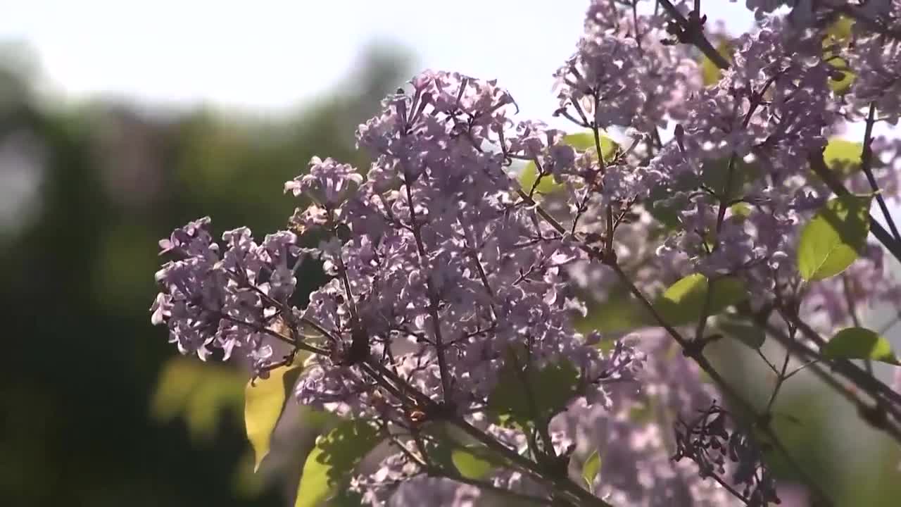What is forest bathing? Why it may help your health
