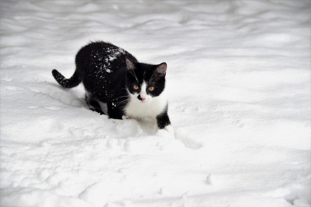 How a nervous stray cat finally chose her human