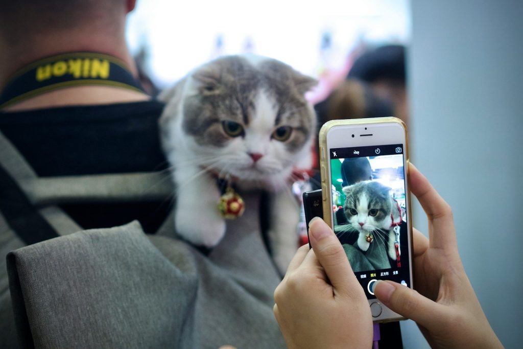 Can you recognize a cat’s silent cry for help?