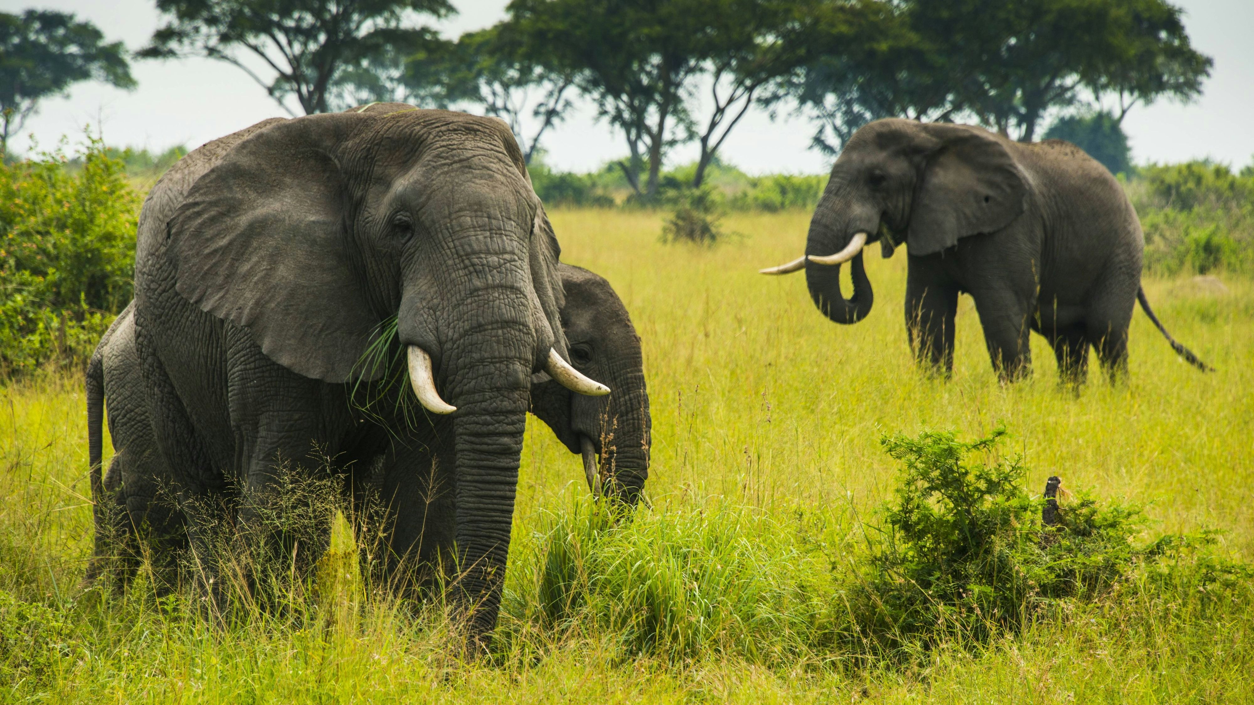 Drei Tote bei Busunfall mit Elefant in Uganda