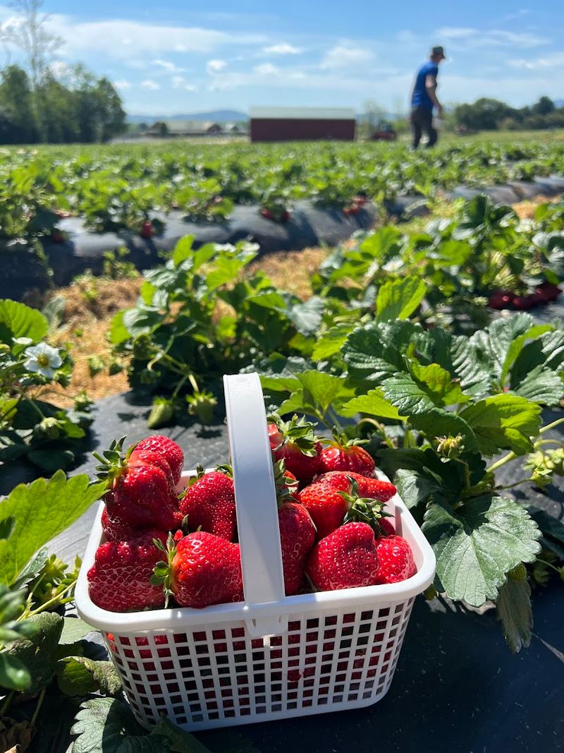 The Virginia berry farm where you fill your own buckets with ripe, sun ...
