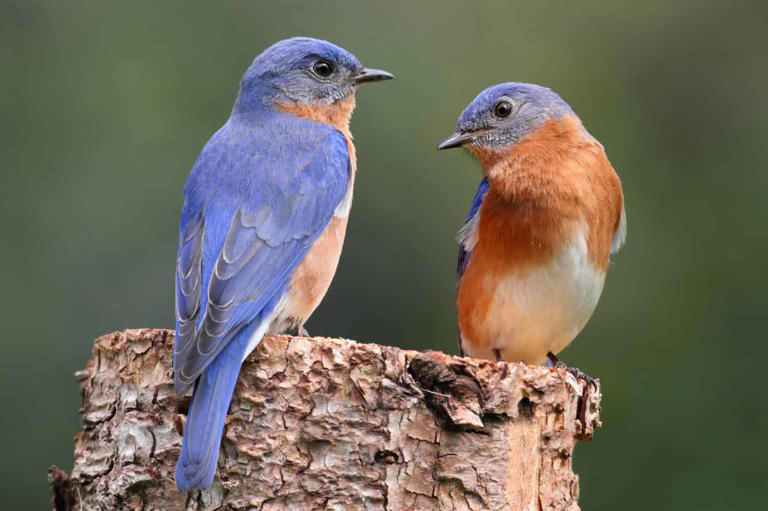 Some birds’ feathers are designed to self-destruct on schedule