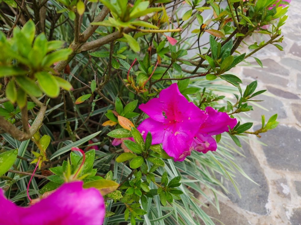 Le Azalea Encore stanno conquistando gli outdoor grazie a un dettaglio ...