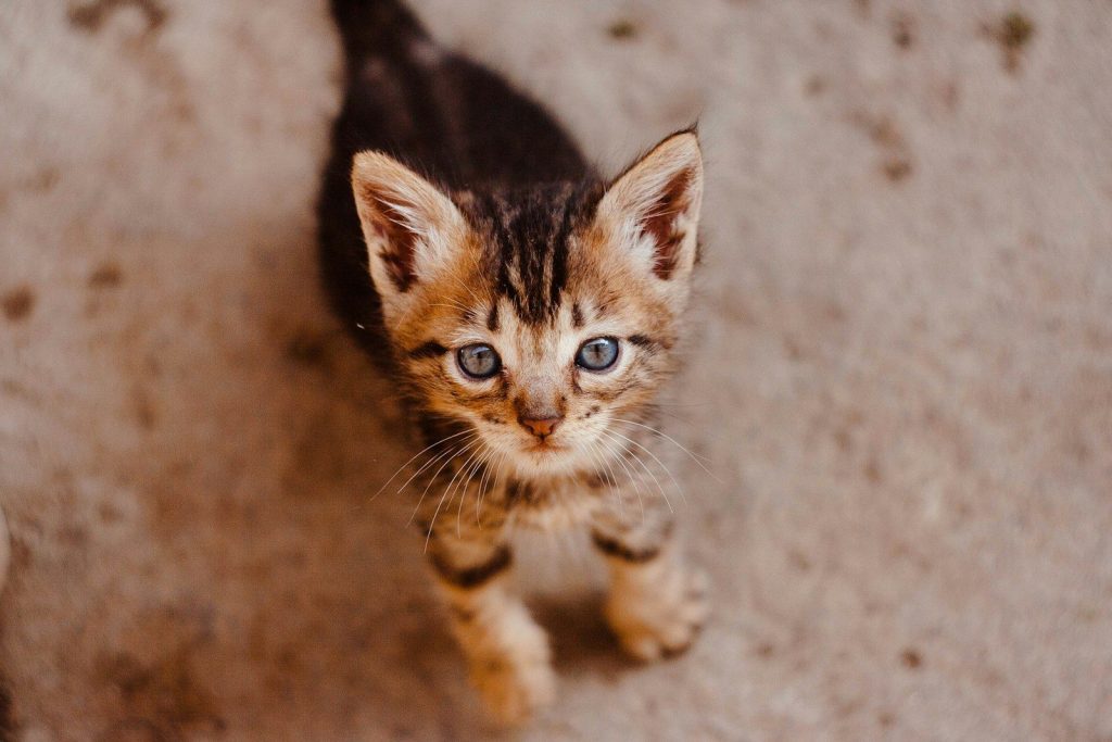 Can a giant cat choose his own tiny soulmate?