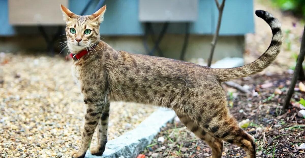 10 cat breeds that cost a fortune