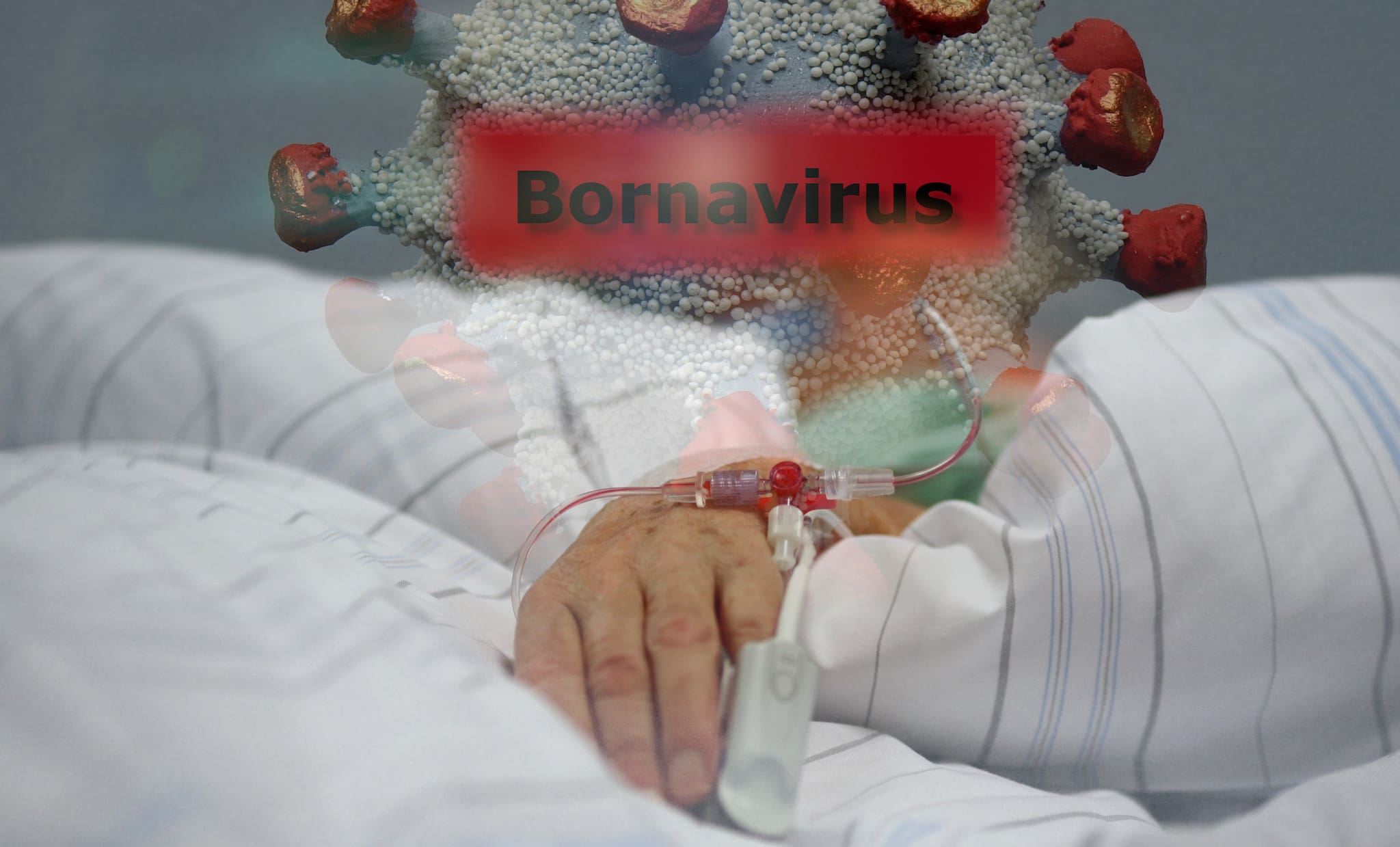 Neue Todesfälle durch seltenes Bornavirus: Wie groß ist die Gefahr in ...