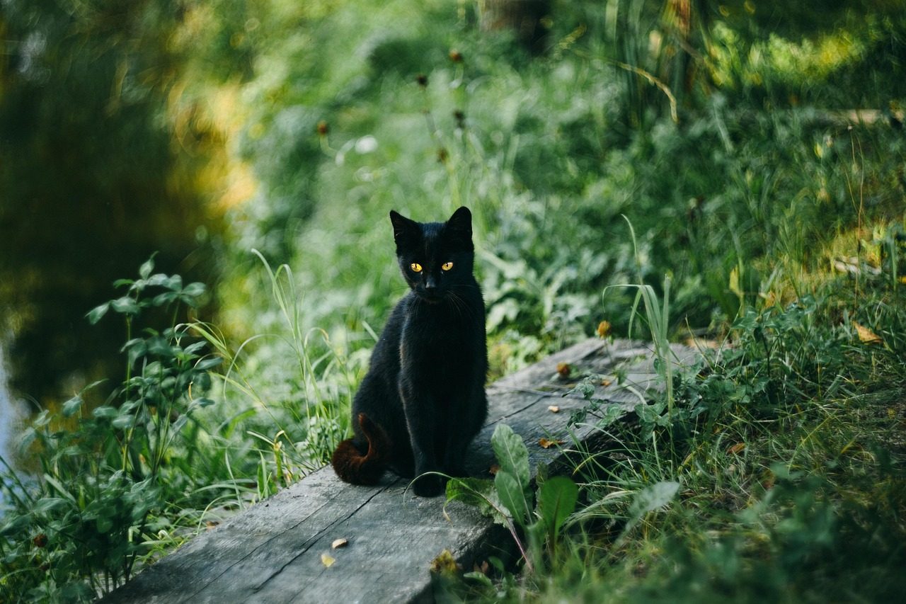 How a nervous stray cat finally chose her human