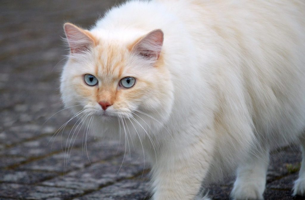 Can you recognize a cat’s silent cry for help?