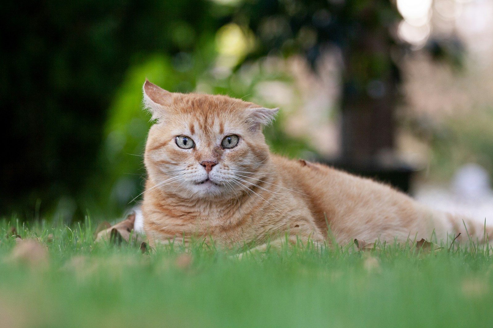 The moment a street cat decided to adopt his owner