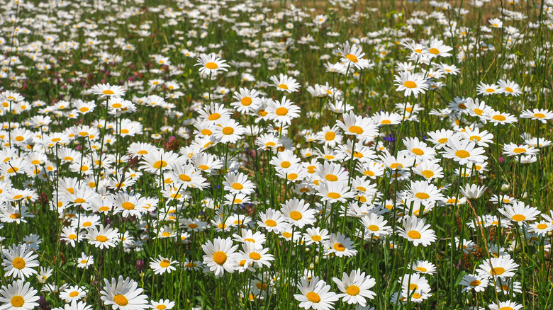 Before you plant daisies, you need to know these things