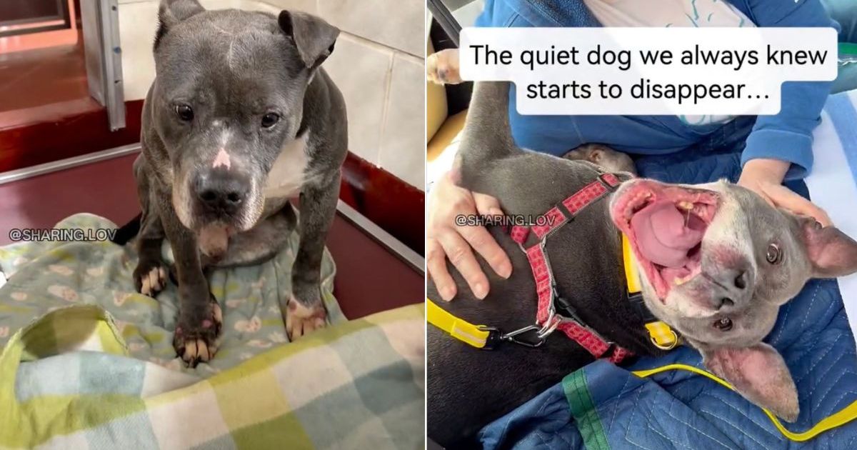 Heartbroken senior shelter dog gets his freedom ride after adoption