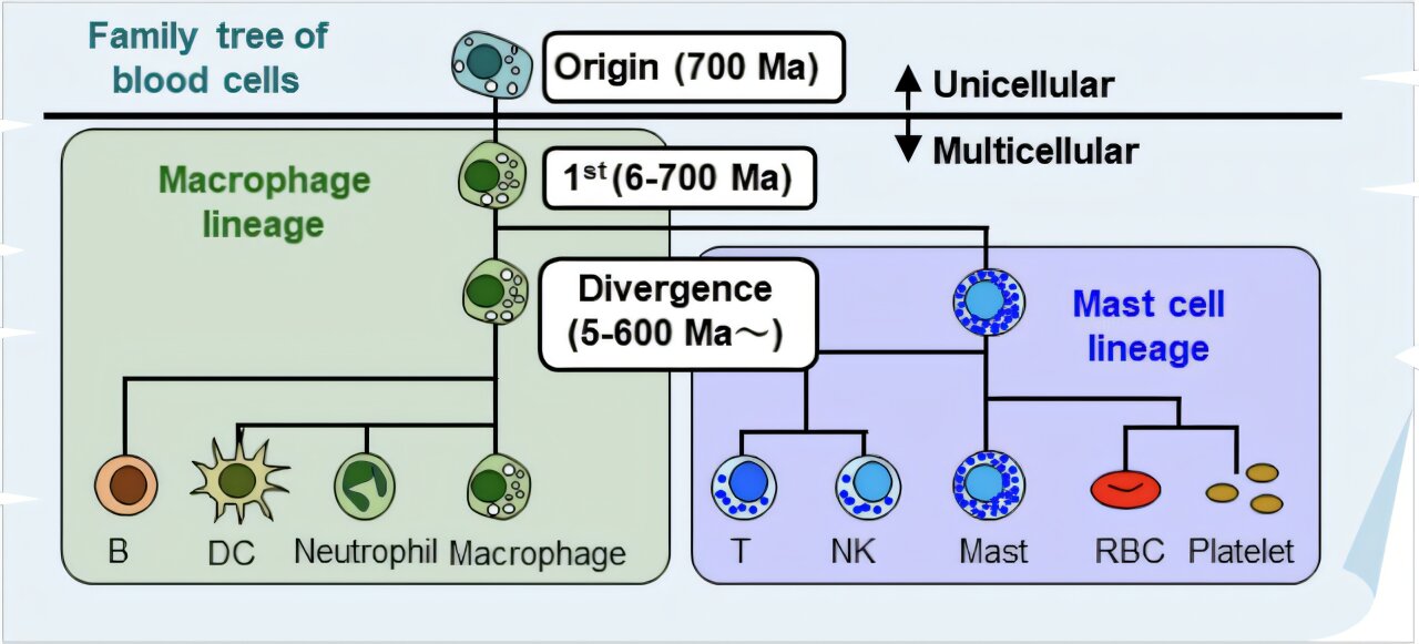 The 700-million-year history of our blood cells