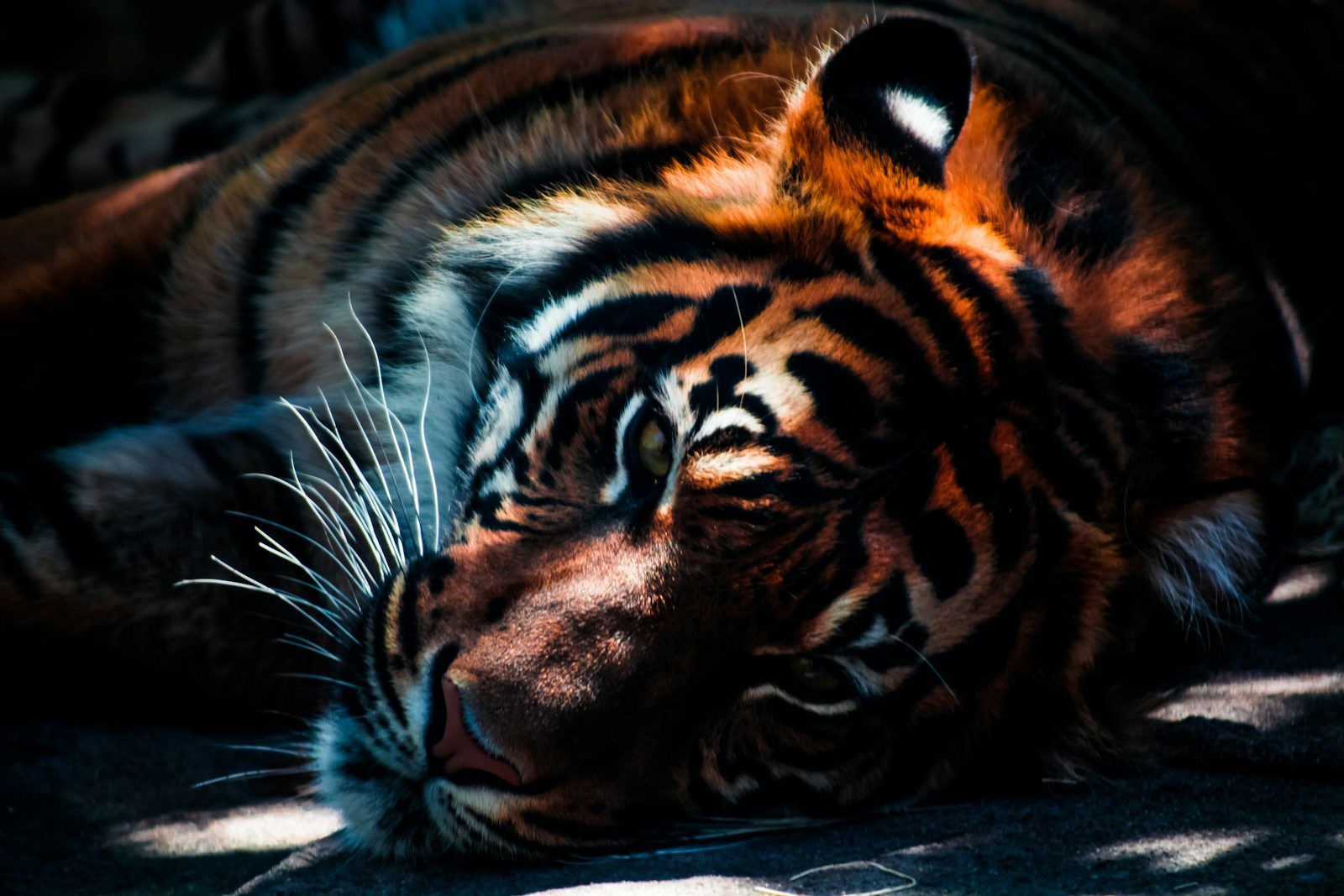5 animals powerful enough to kill tigers