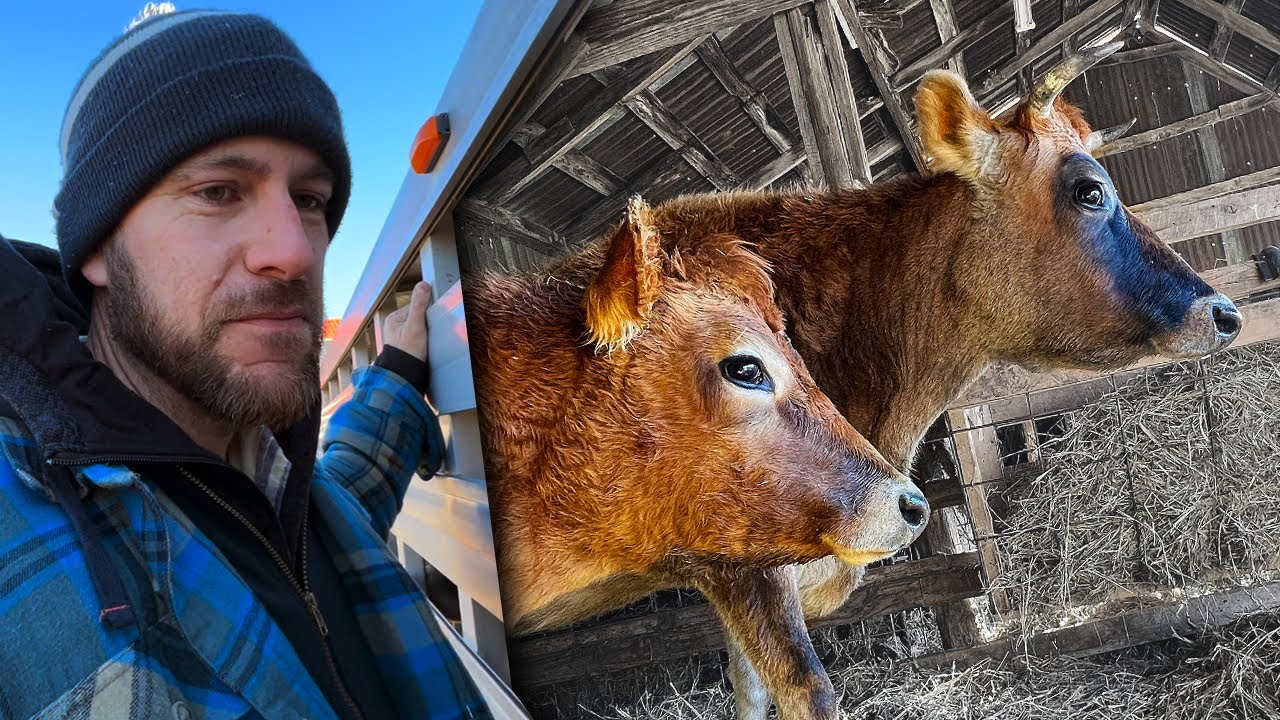 I said goodbye to my cows... here's why 🐄