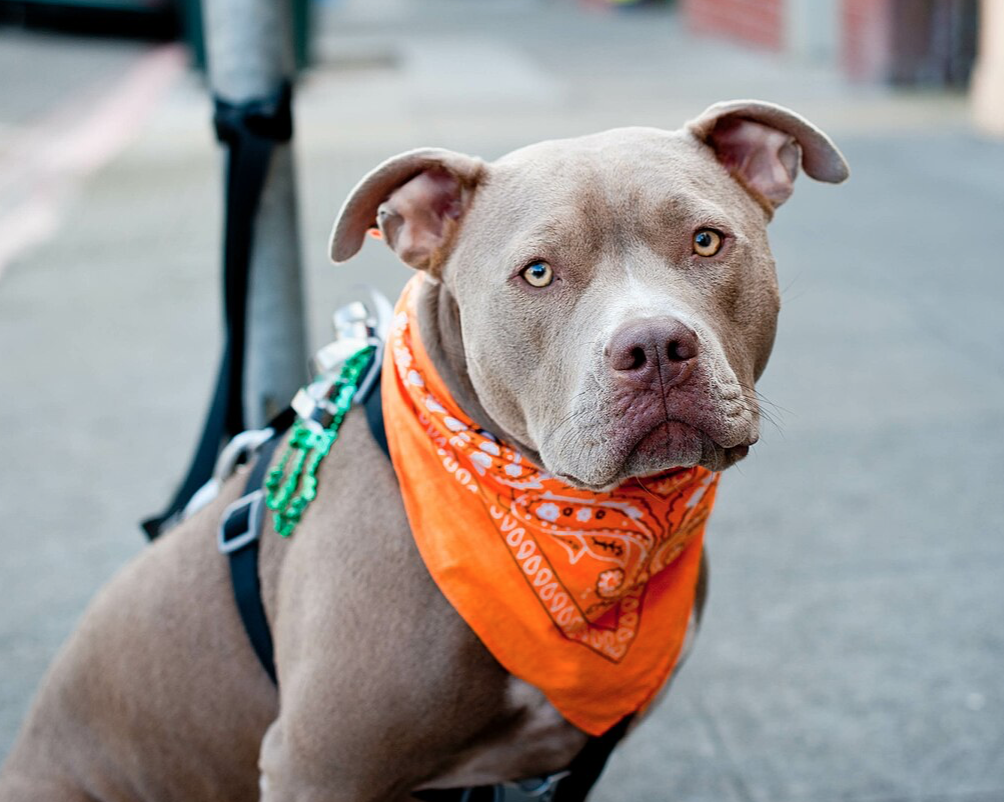 Ice-cream-obsessed senior dog proves that the sweet treat is the key to ...