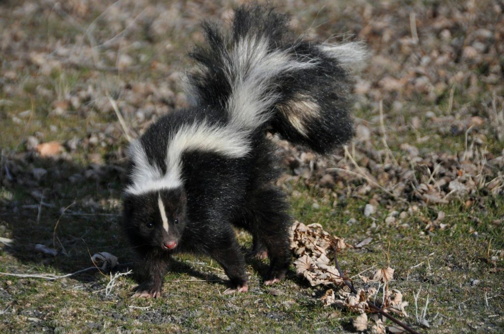 What to do if you discover a skunk living in your yard