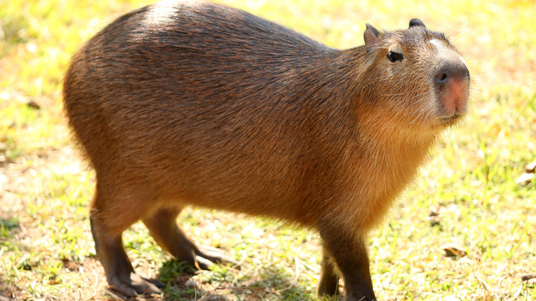 Sleepy capybara snoring like a human earns 'Capysnora' nickname on ...