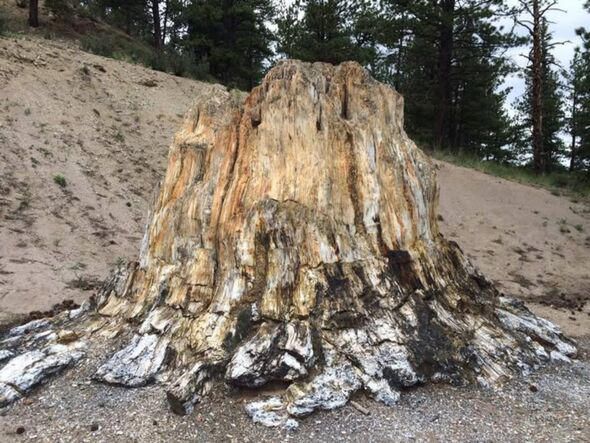 Mysterious fossilized tree may prove Noah's Ark is a true story, expert ...