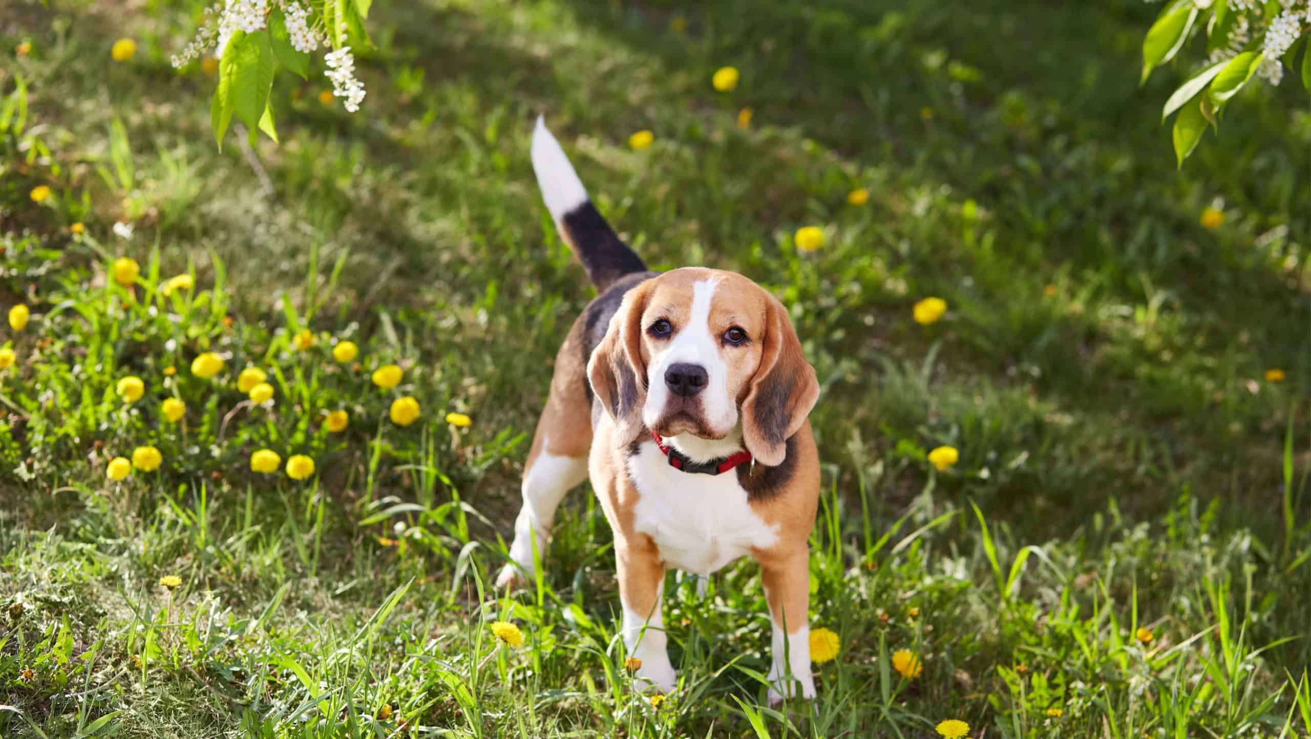 14 amazing things to know about beagles, the sweet breed everyone's ...