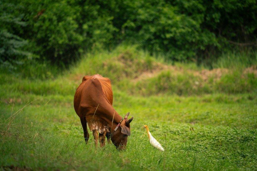 Cows shock farmer by protecting wild duck eggs from predators