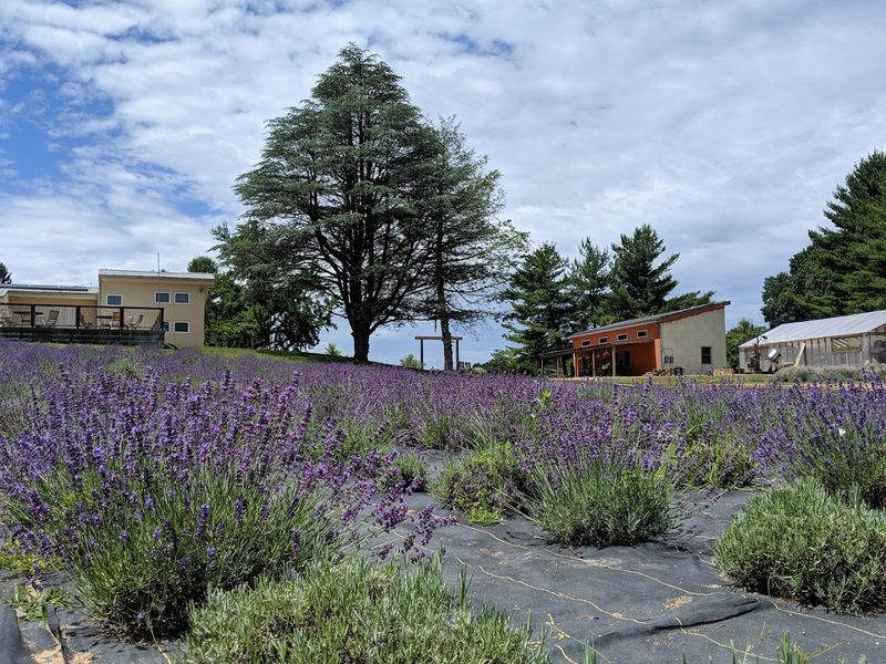 This Maryland lavender farm will convince you you’ve wandered into ...