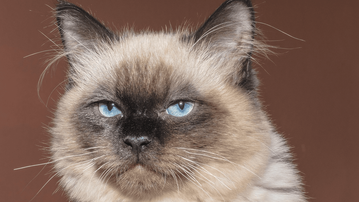 Why do many owners claim that their pets are like guardian angels?