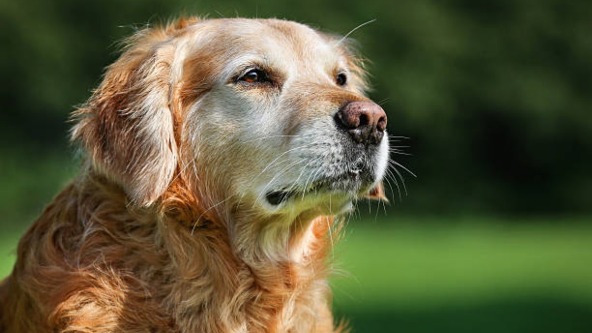 SPCA International reveals the 11 dogs that have been waiting the ...