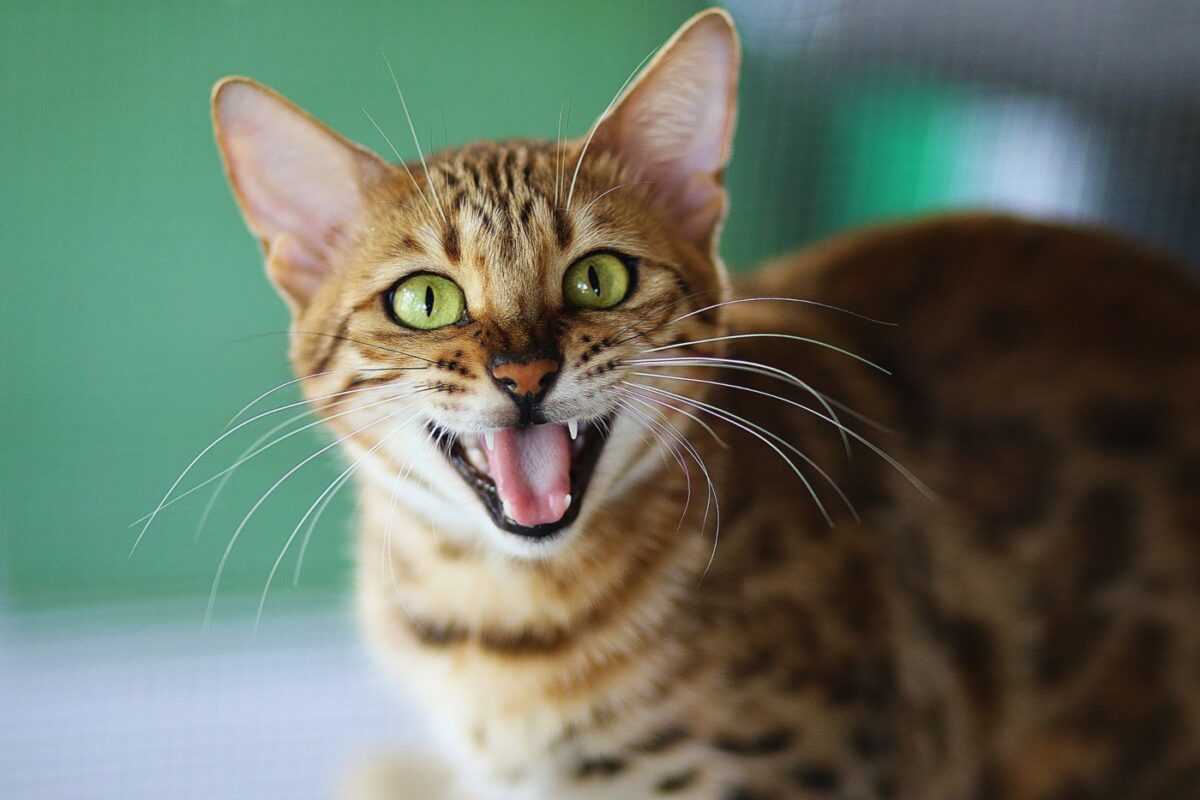 When your cat meows back at you, here’s what they’re actually trying to say