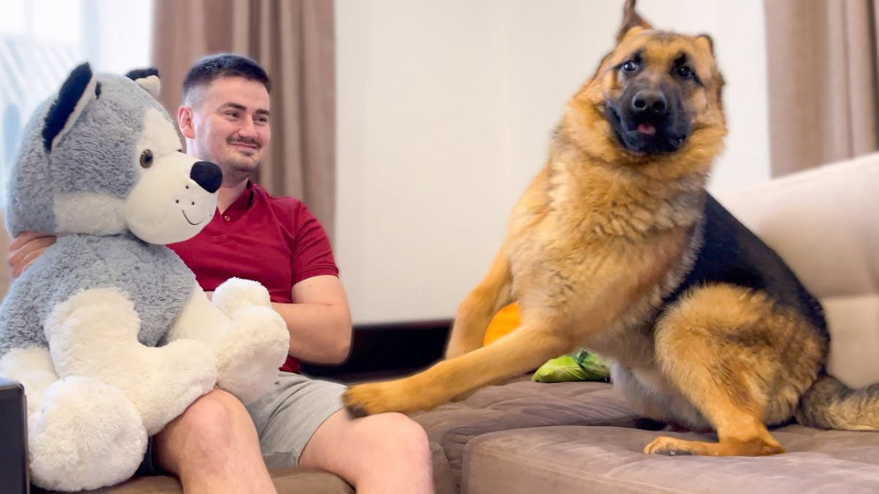 German shepherd confused by a giant husky toy