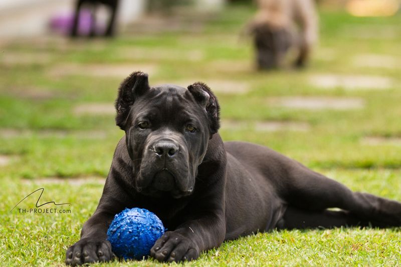 11 dog breeds people fear the most – plus 3 lovable dogs unfairly ...