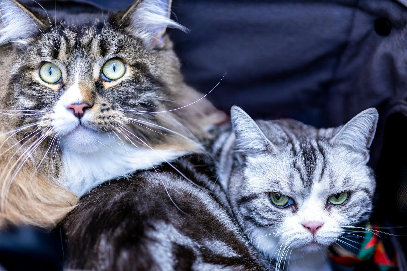 Can a giant cat choose his own tiny soulmate?