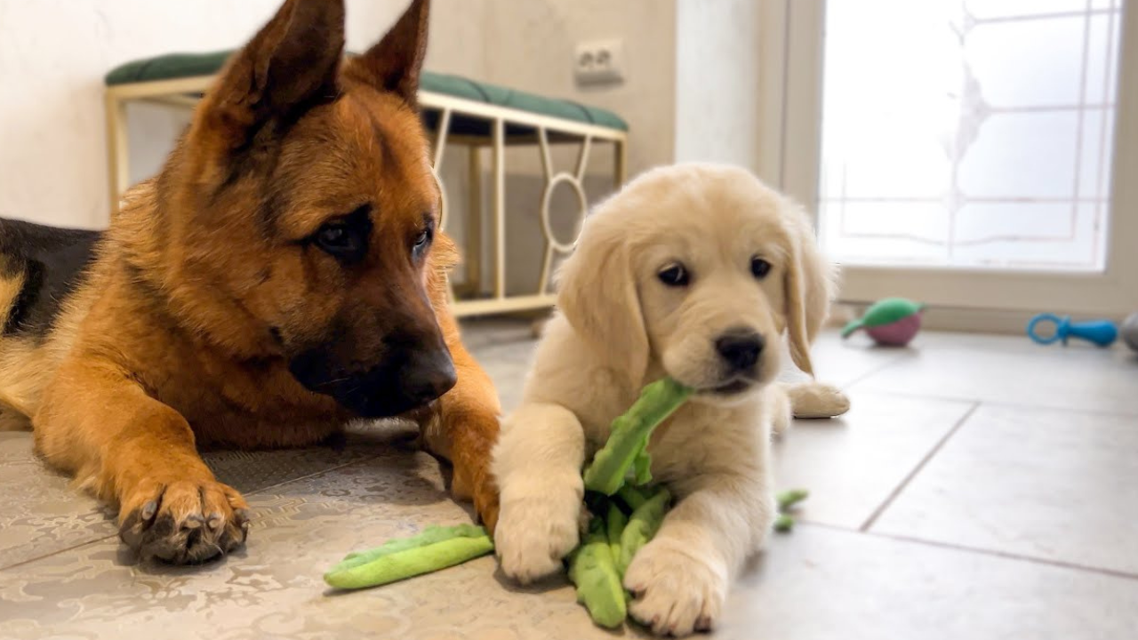 German shepherd meets a tiny golden retriever puppy