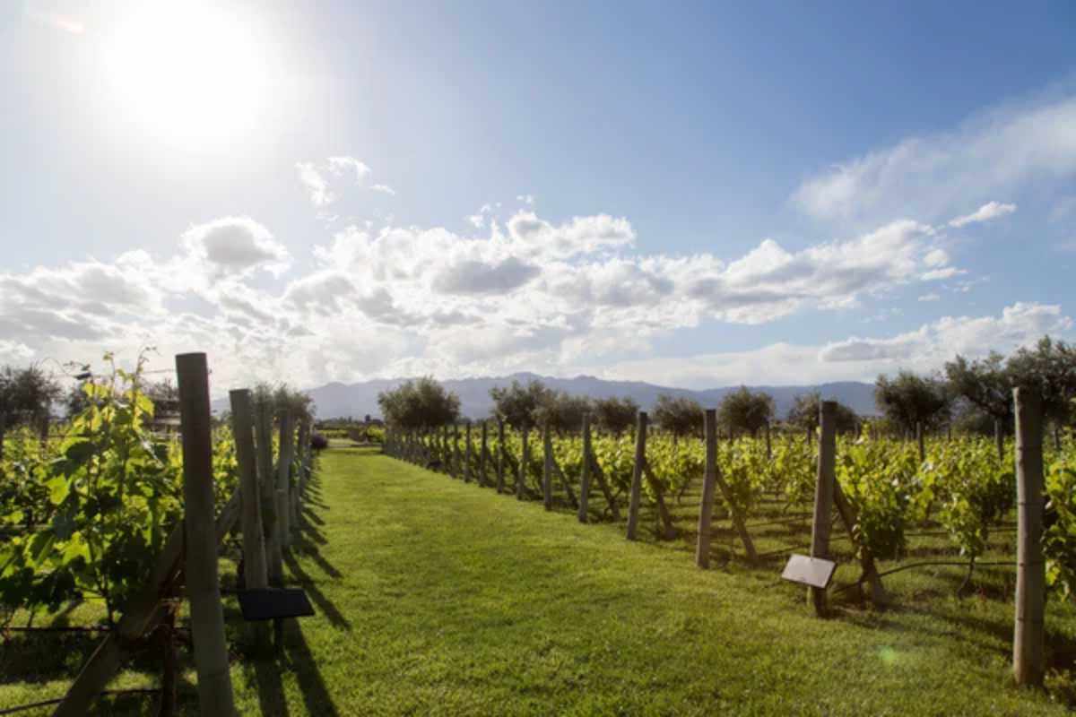 13 scenic drives through America’s wine regions