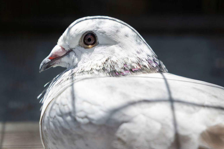 For these old friends, joy is the wind beneath a pigeon's wings