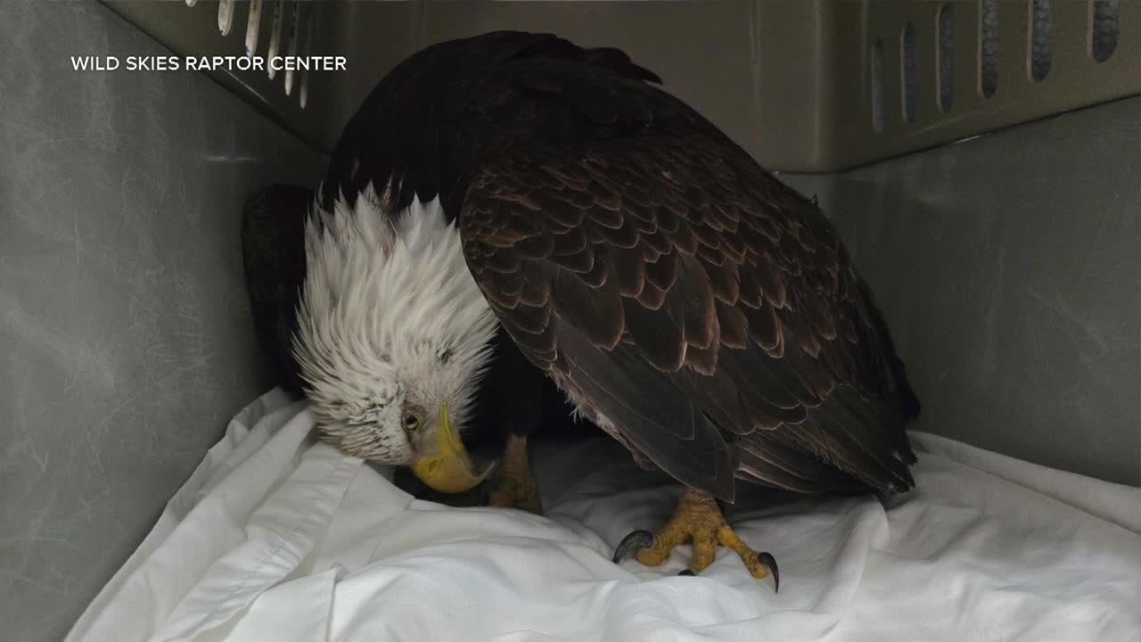 Lead bullets shot at varmints fatally sicken eagles, but there are ...