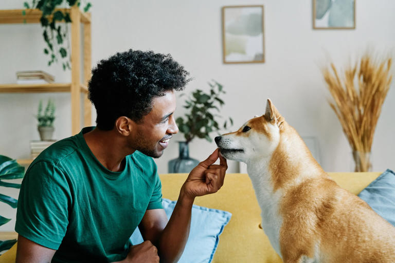 Así es como se deben limpiar las orejas de su perro, según expertos