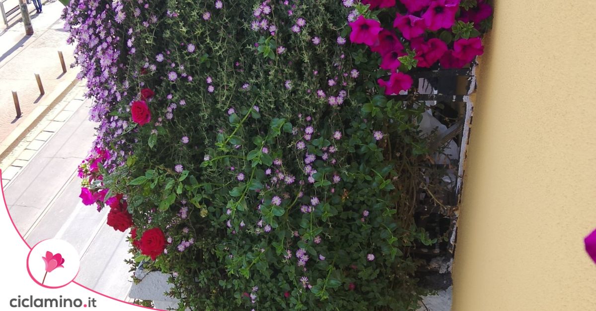 Avere una cascata di fiori sulle ringhiere del balcone è facile ...