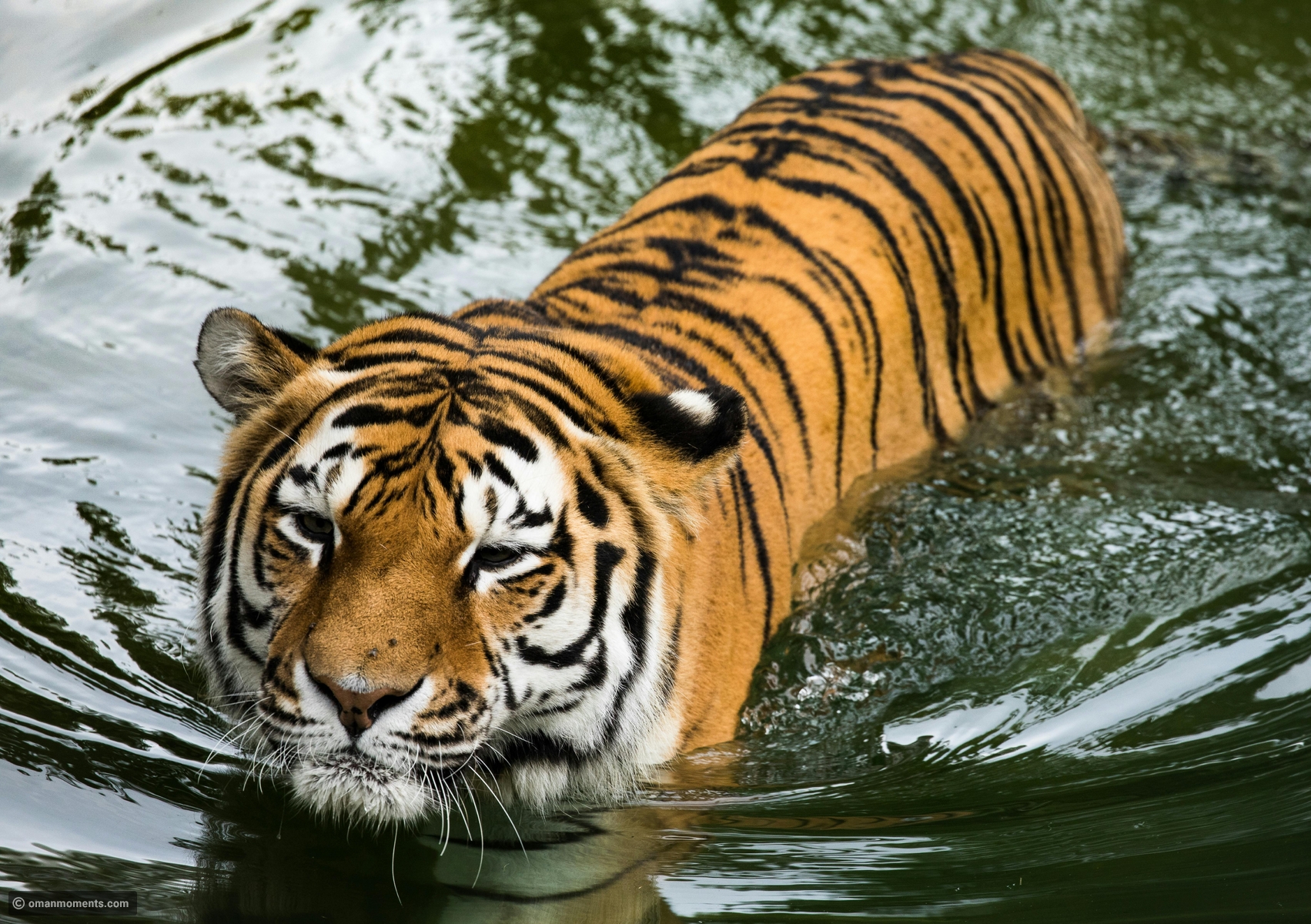 9 amazing wild cat facts that sound fake but are completely true