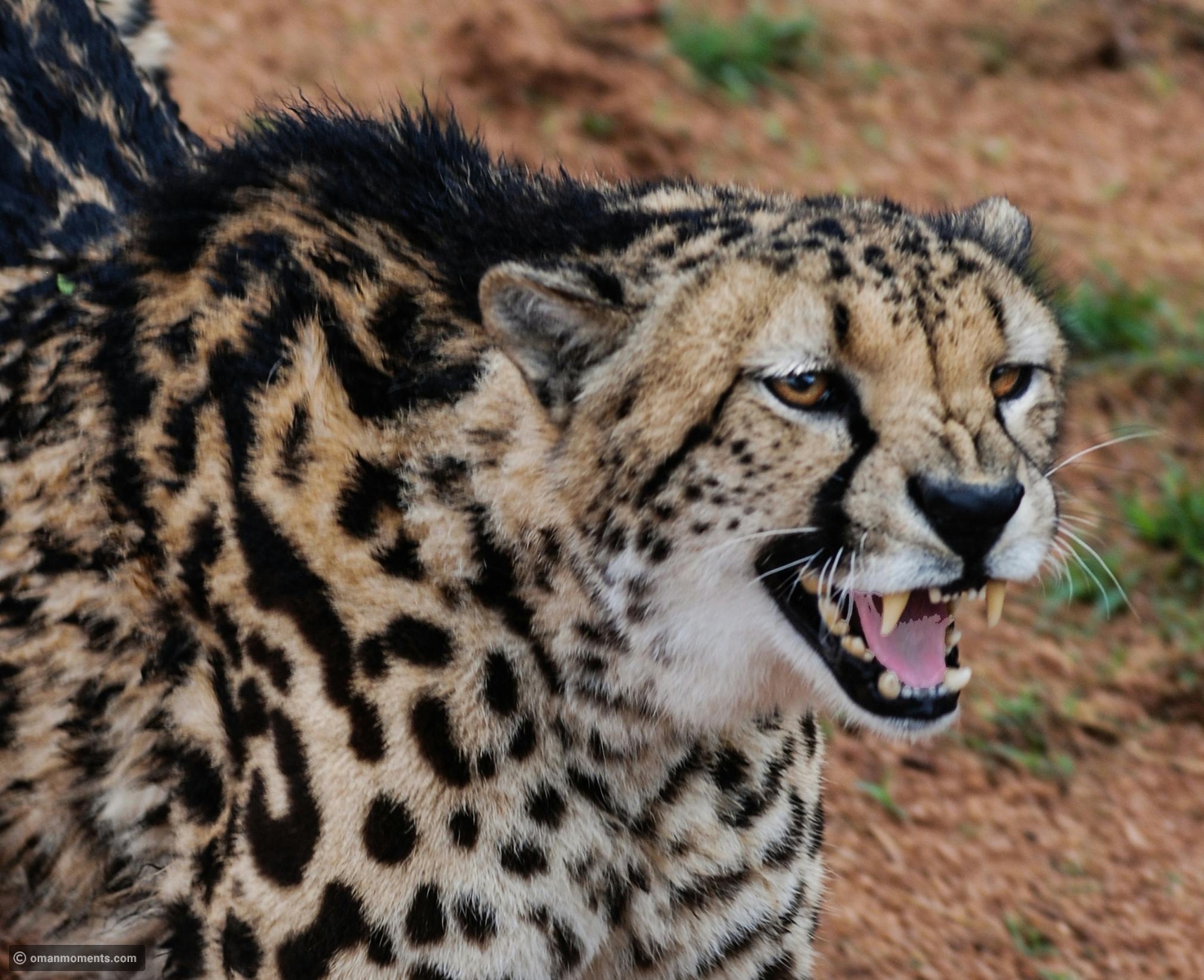 9 amazing wild cat facts that sound fake but are completely true