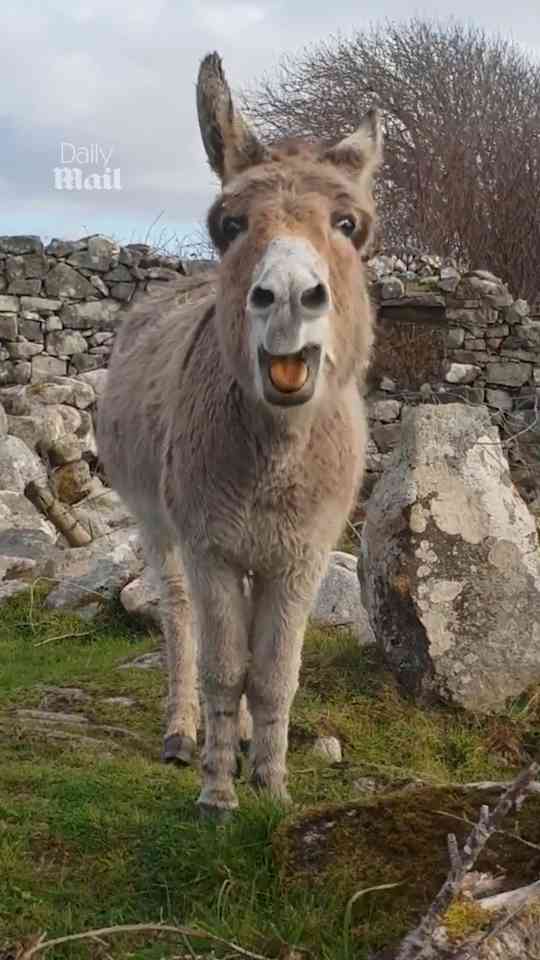 Singing donkey serenades passerby in hilarious performance